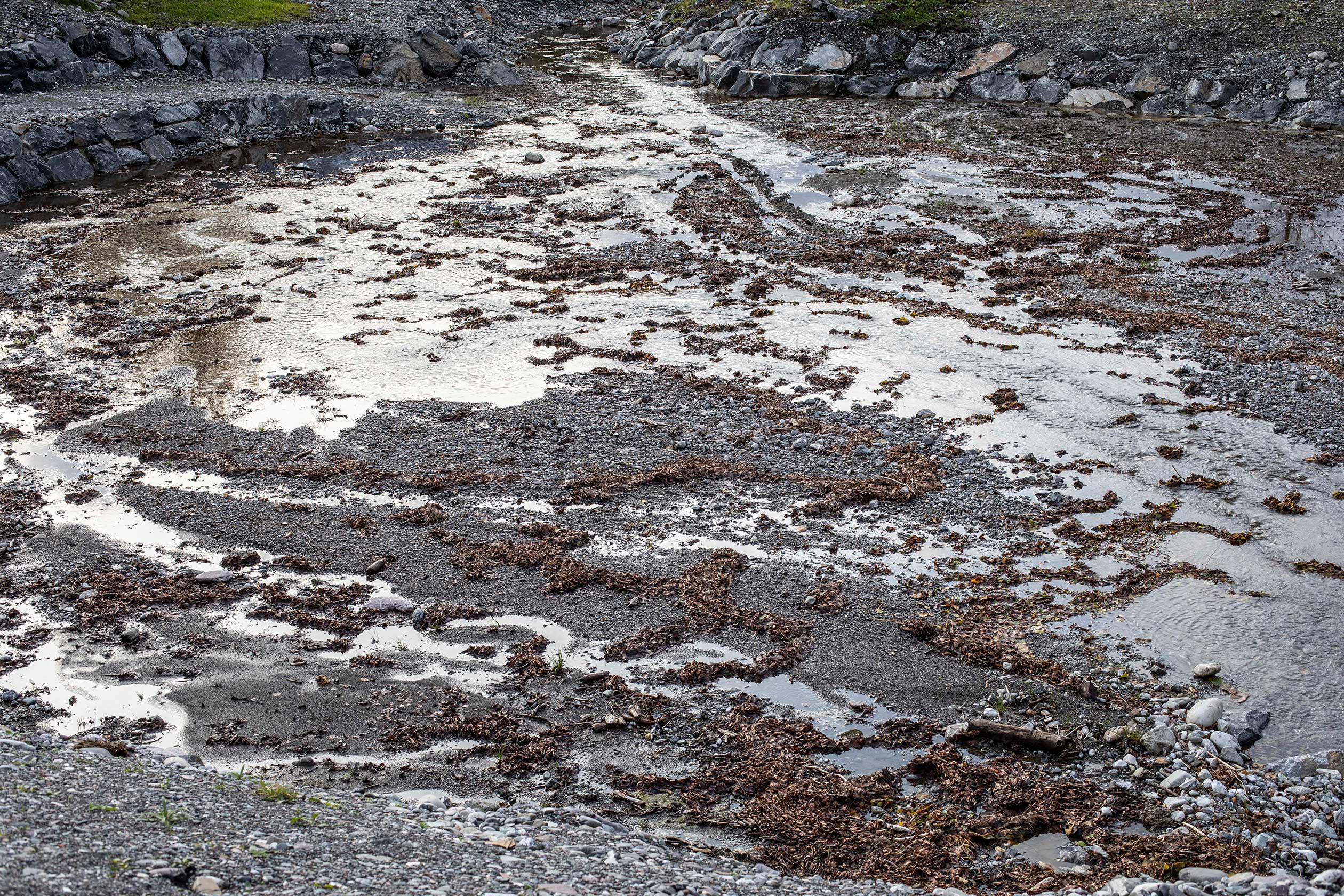 Forellen kehren dank Renaturierung in den Walensee zurück