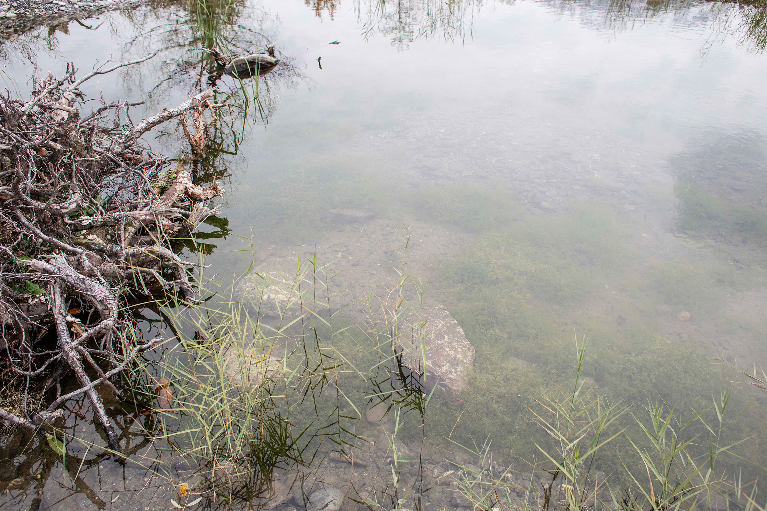 Forellen kehren dank Renaturierung in den Walensee zurück