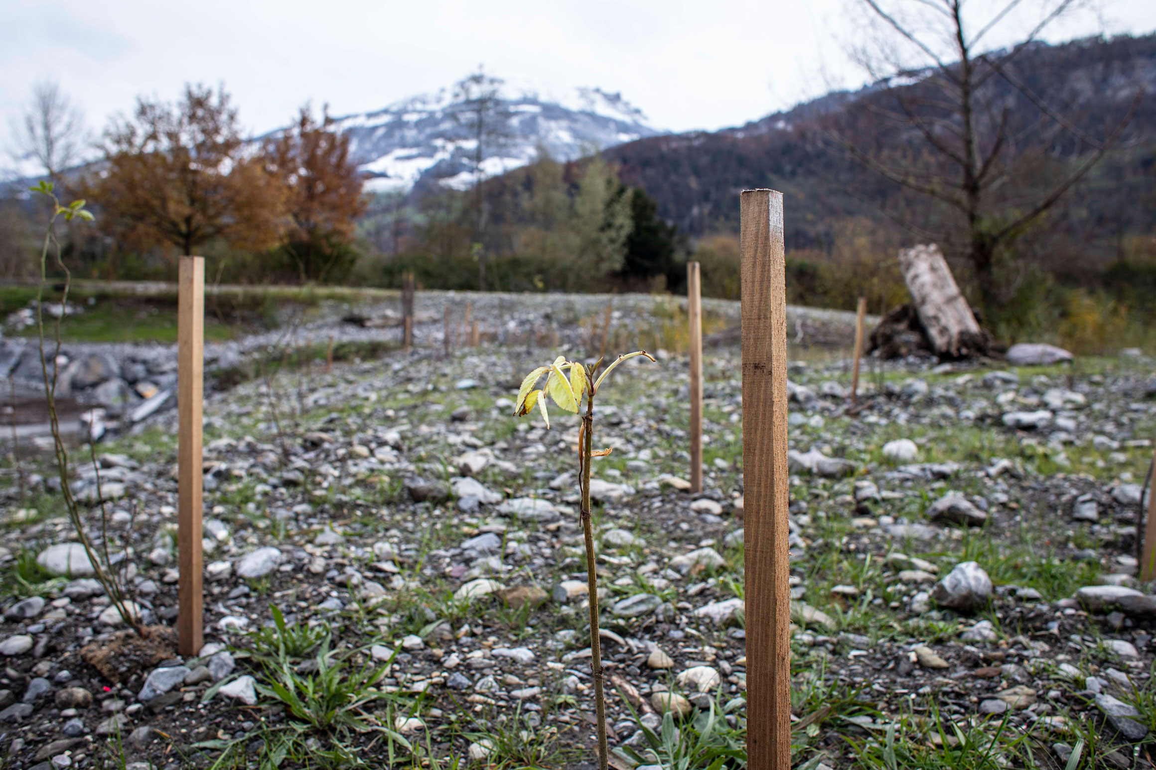Forellen kehren dank Renaturierung in den Walensee zurück