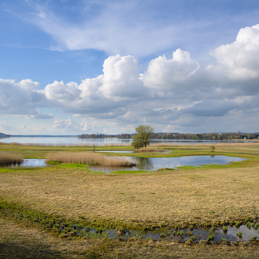 Moore und Moorlandschaften – alles Wissenswerte im Überblick