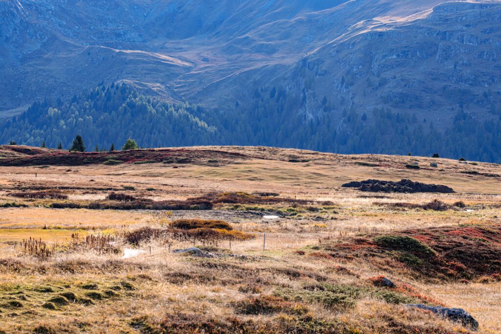 Moore und Moorlandschaften – alles Wissenswerte im Überblick