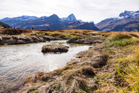 Moore und Moorlandschaften – alles Wissenswerte im Überblick